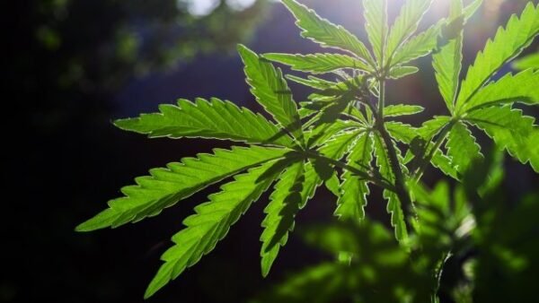 WHERE DOES MARIJUANA GROW NATURALLY? - Organic Kush FArms