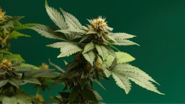 WHERE DOES MARIJUANA GROW NATURALLY? - Organic Kush FArms